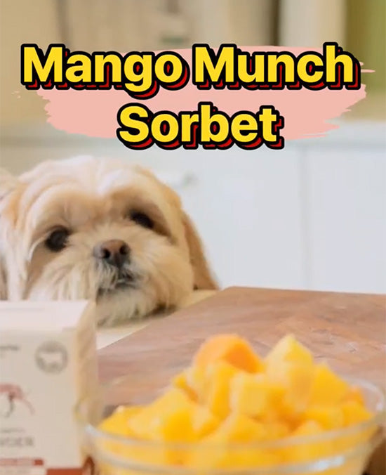 Mango Munch Sorbet | Refreshing Mango Sorbet for Dogs – Korure Pets