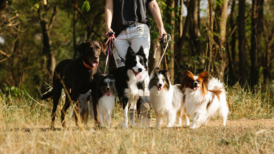 The Best Dog Breeds for Active Lifestyles & Adventure Lovers – Korure Pets