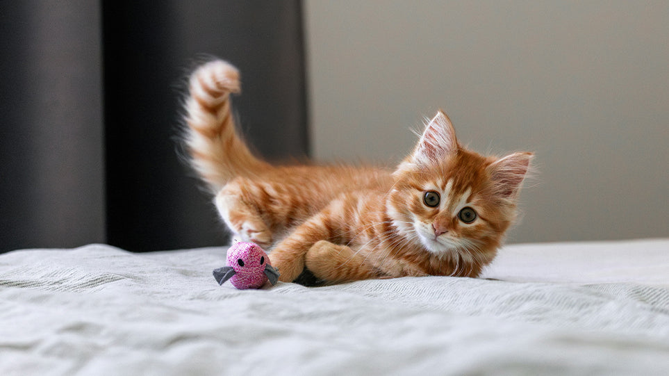 Top Tips for Keeping Your Indoor Cat Active and Happy – Korure Pets