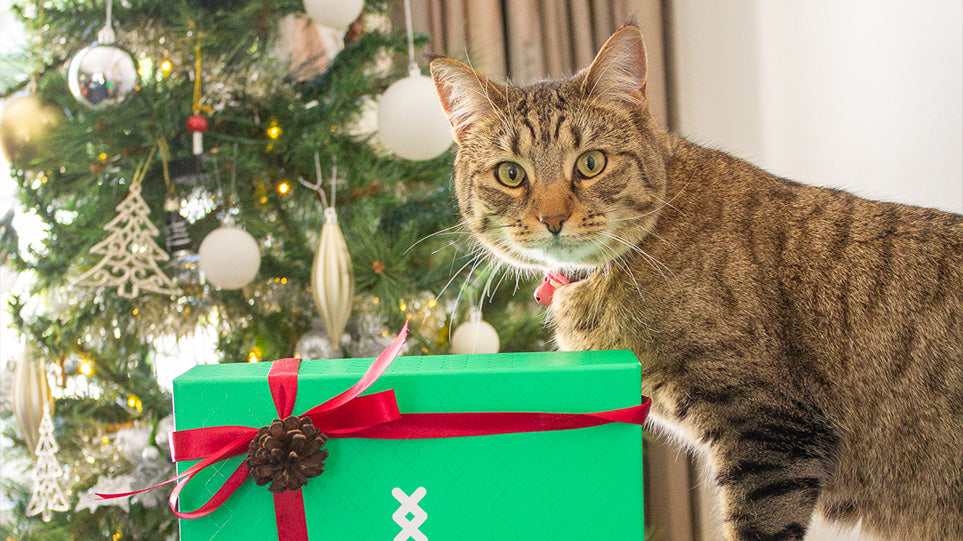 5 Ways to Include Your Pets in Holiday Fun | Festive Ideas for Furry F ...