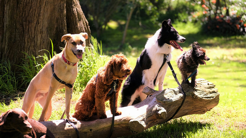 How to Keep Your Pets Happy and Healthy During Summer: Essential Tips ...