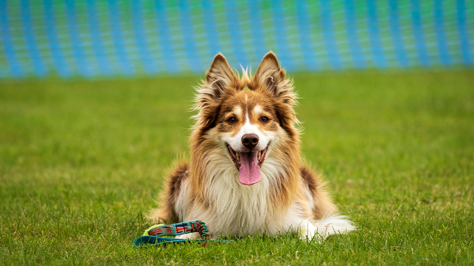 How to Train Your Dog: Expert Tips for Success in Obedience and Behavi ...