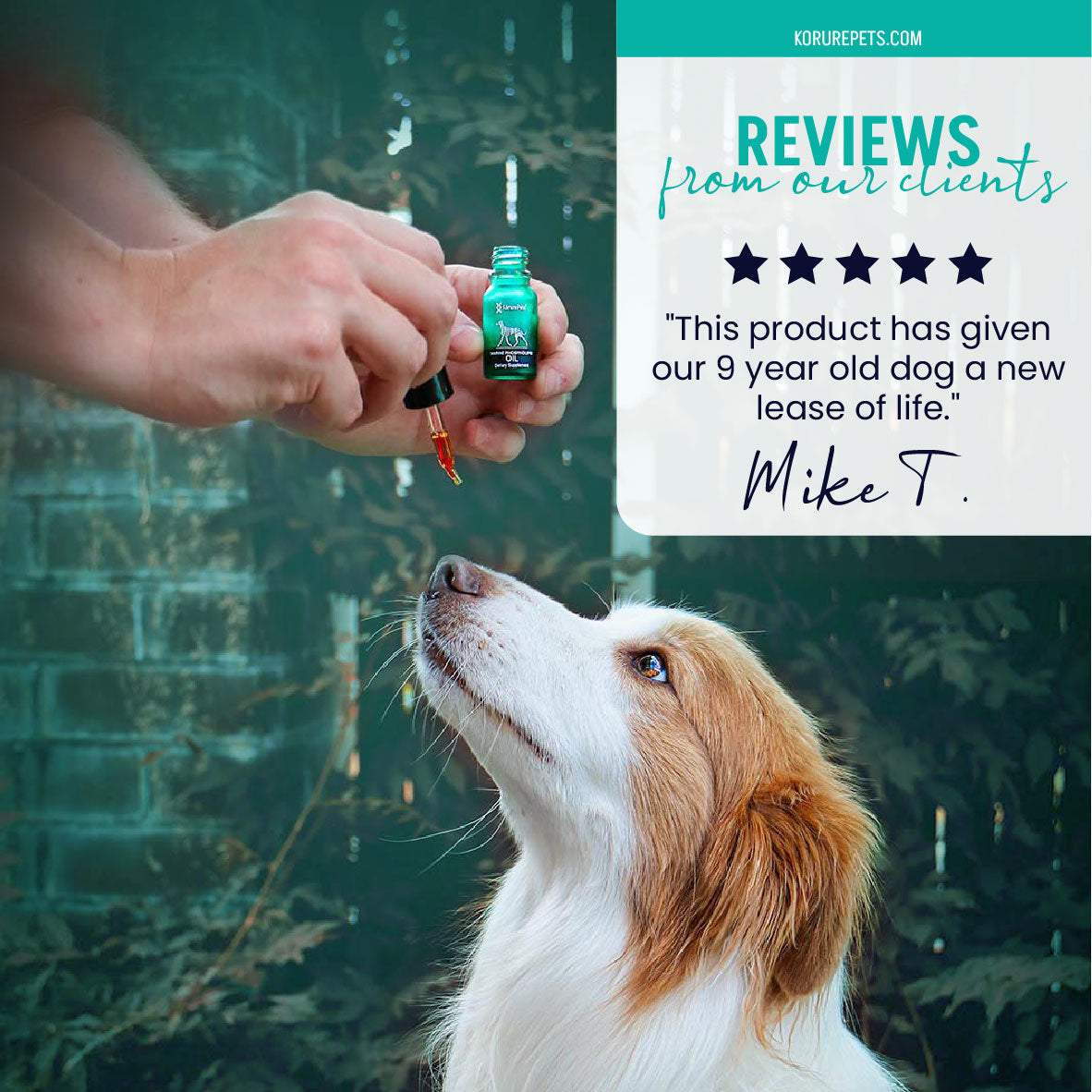 Dog NZ Green Lipped Mussel Oil – Korure Pets