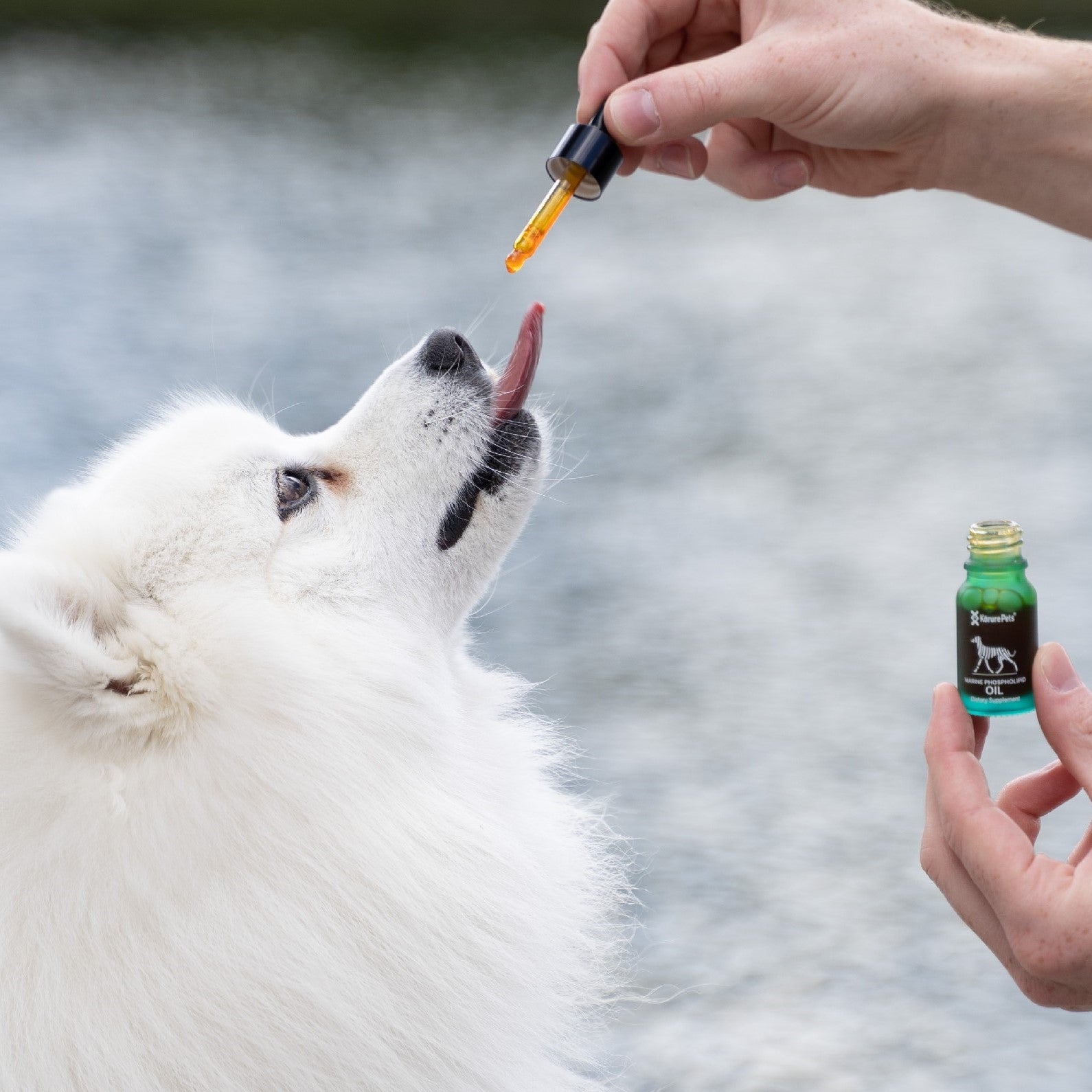 Dog NZ Green Lipped Mussel Oil – Korure Pets