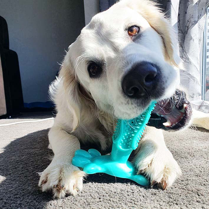 Dog Toothbrush Toy – Korure Pets